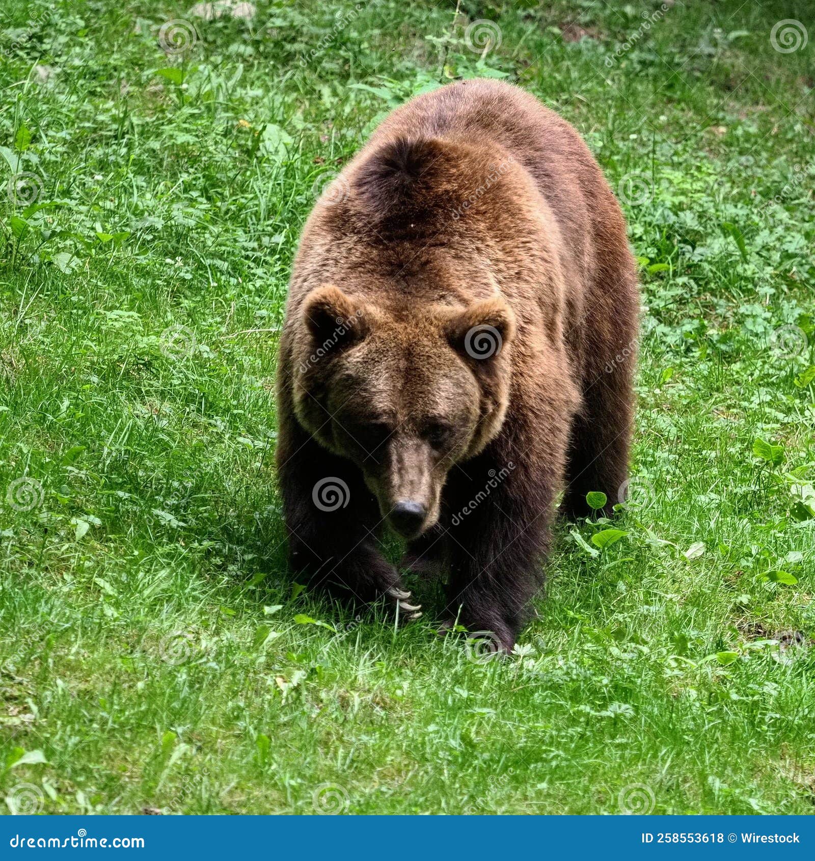 Grizzly Bear Walking on Grass Ground in the Forest Stock Photo - Image ...