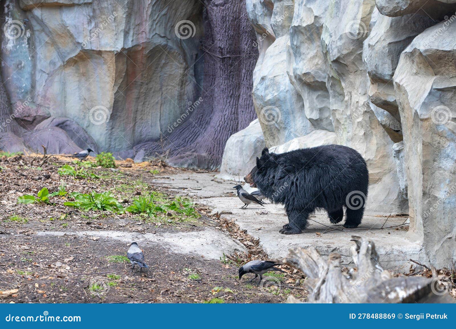 A Grizzly Bear Walks among the Gray Rocks Stock Image - Image of mammal ...