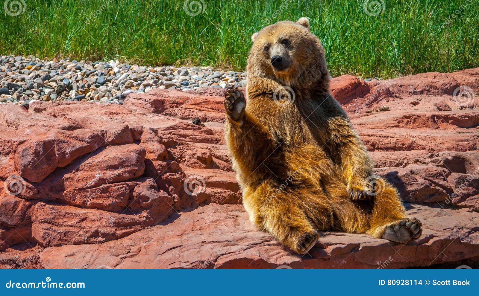 A Grizzly Bear Waving stock photo. Image of north, grass - 80928114