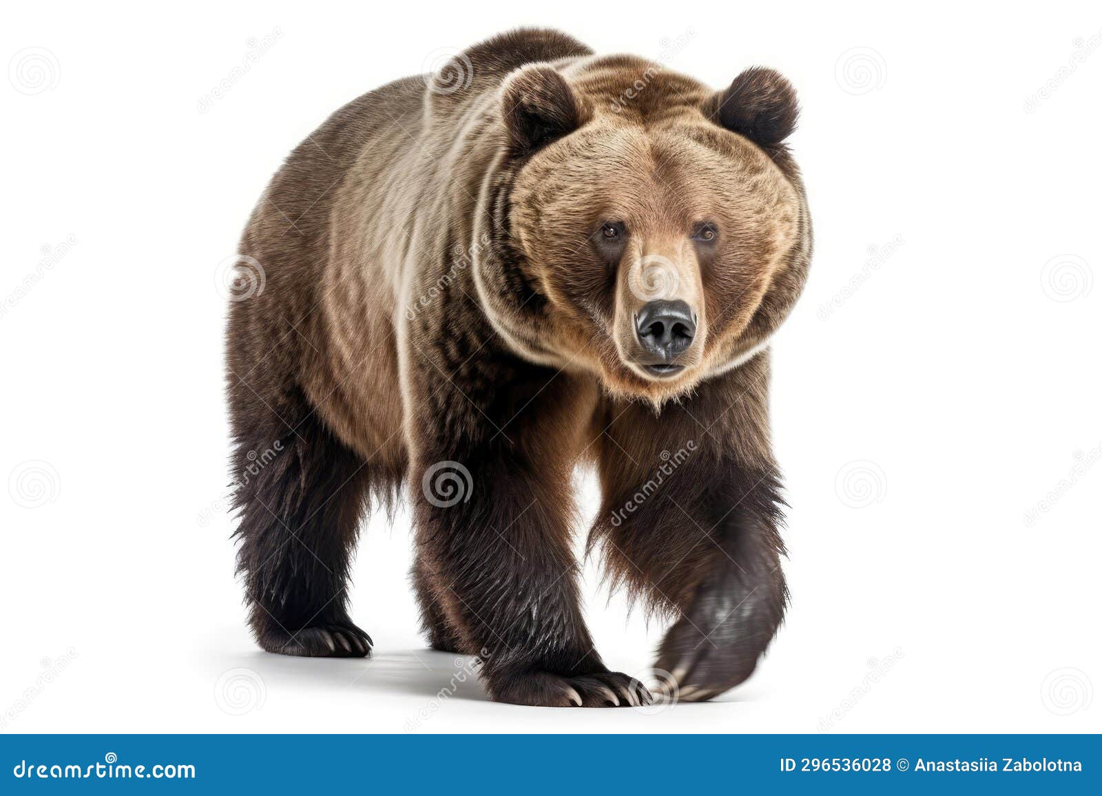 Grizzly Bear on White Background. Generative AI Stock Illustration ...