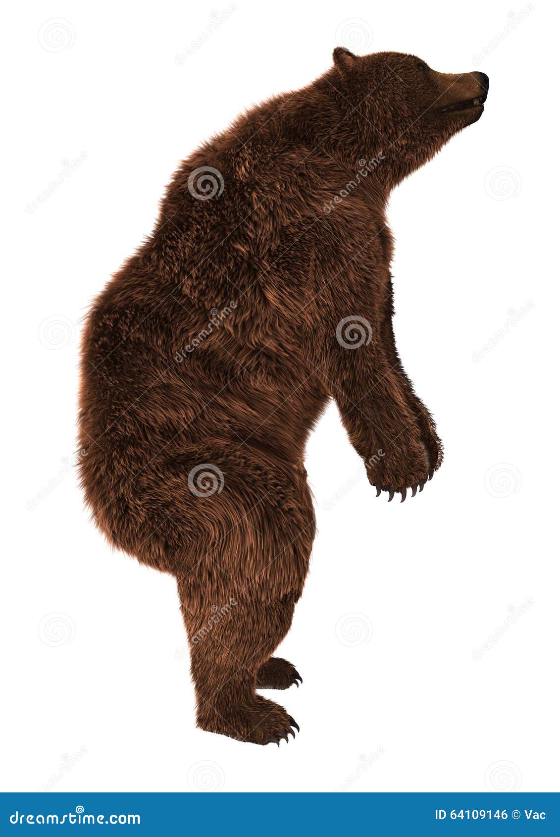 Grizzly Bear White Background