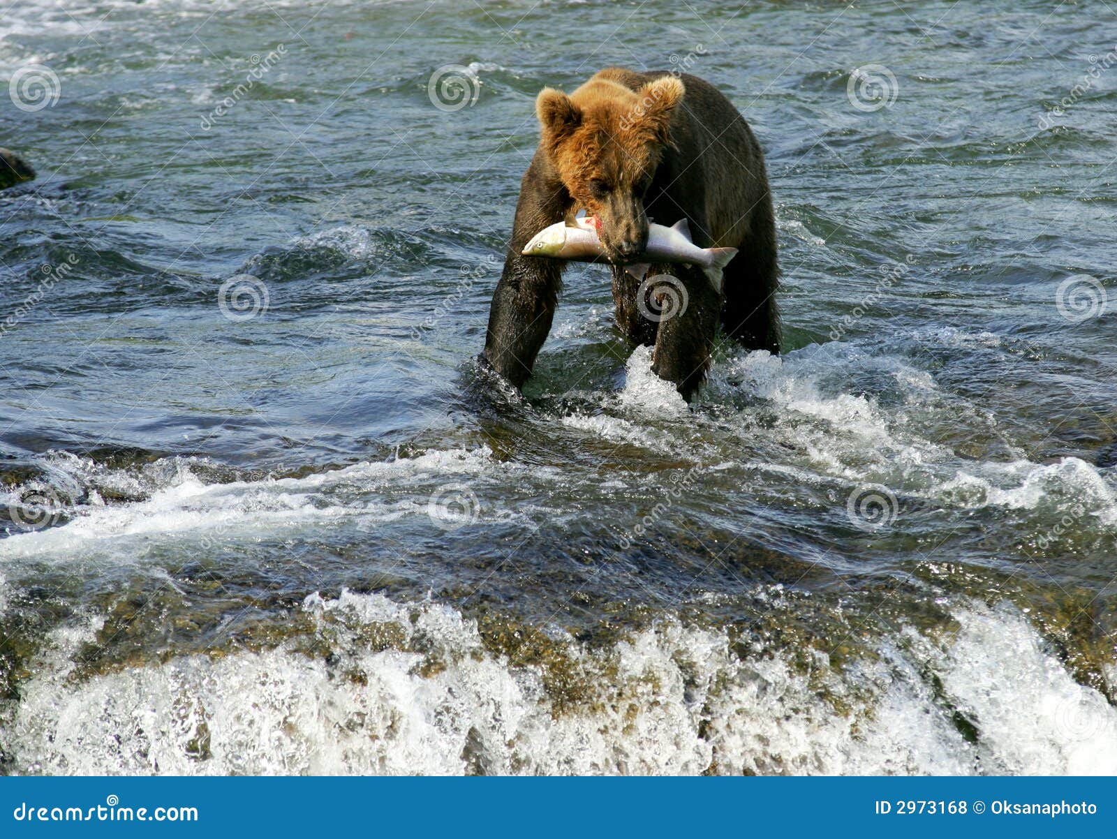 Grizzly bears stock photo. Image of alaska, waterfall - 2973168