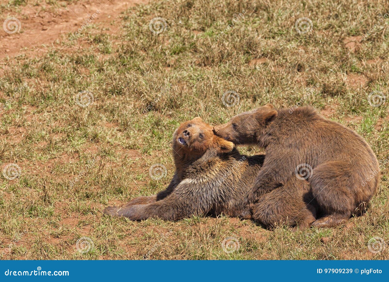 Grizzly bears copulating. stock image. Image of reserves - 97909239