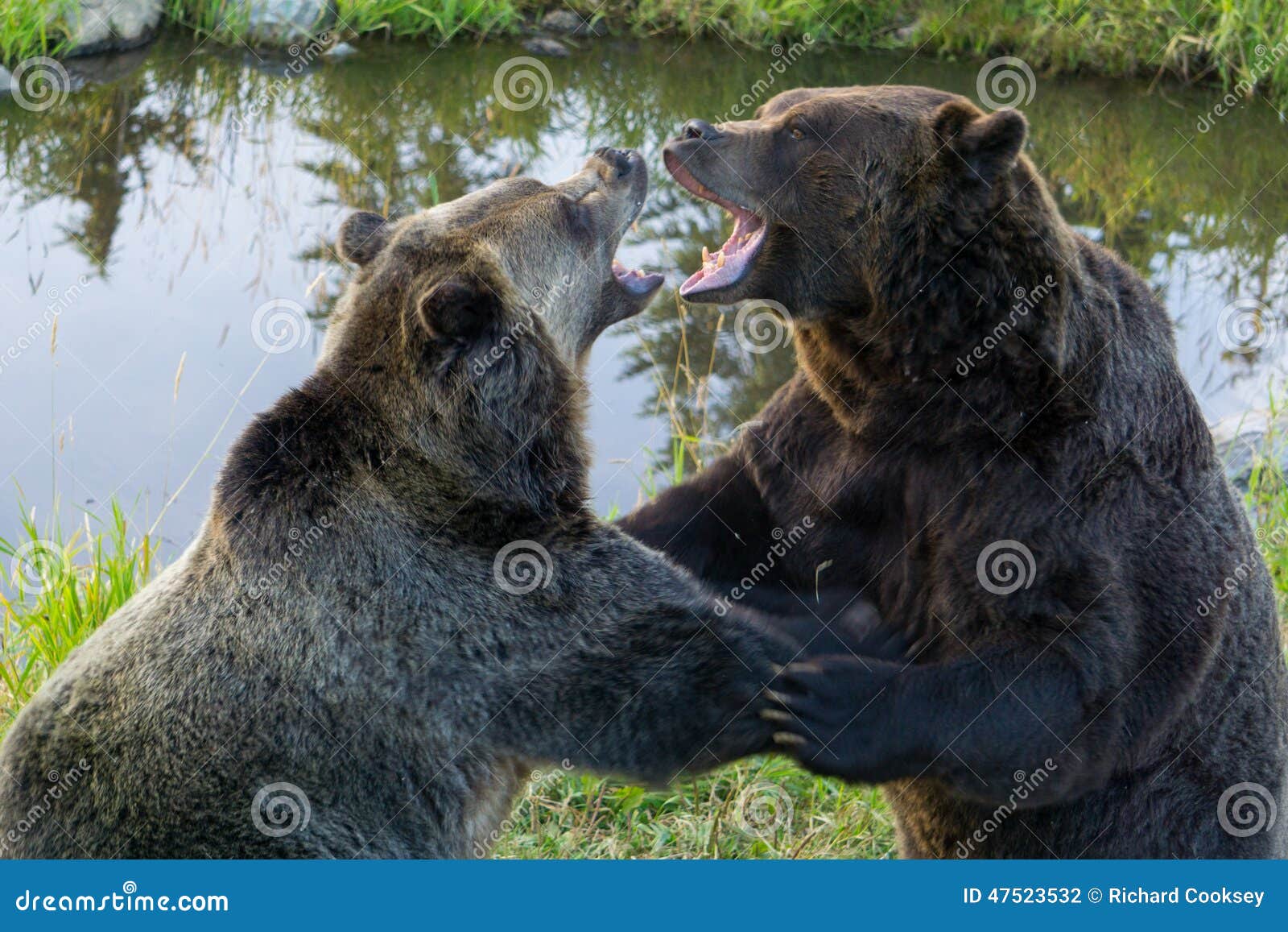 Grizzly bears fight stock photo. Image of grizzly, bears - 47523532