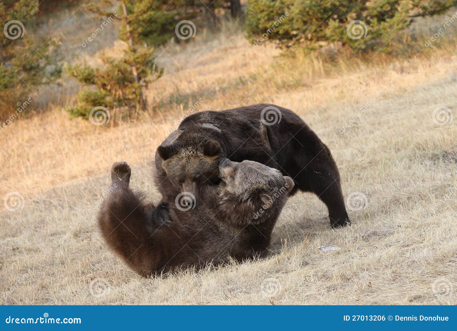 Grizzly Bears Fighting stock photo. Image of grizzly - 27013206