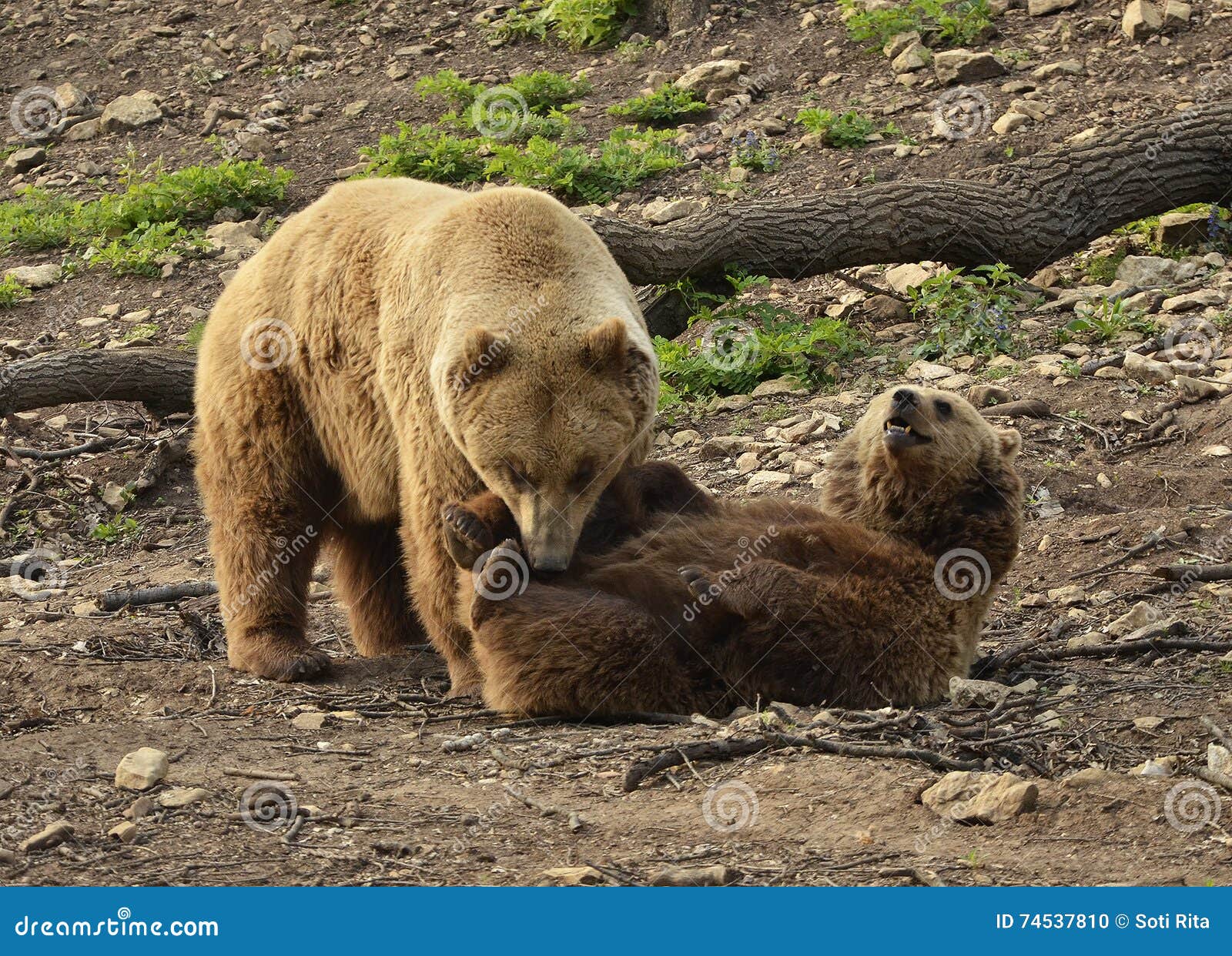 Grizzly bears fighting stock photo. Image of grizzly - 74537810