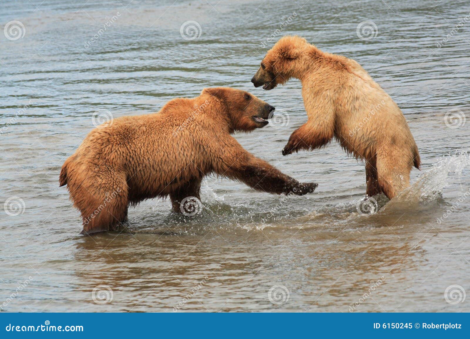 Grizzly Bears at Play stock image. Image of cute, couple - 6150245