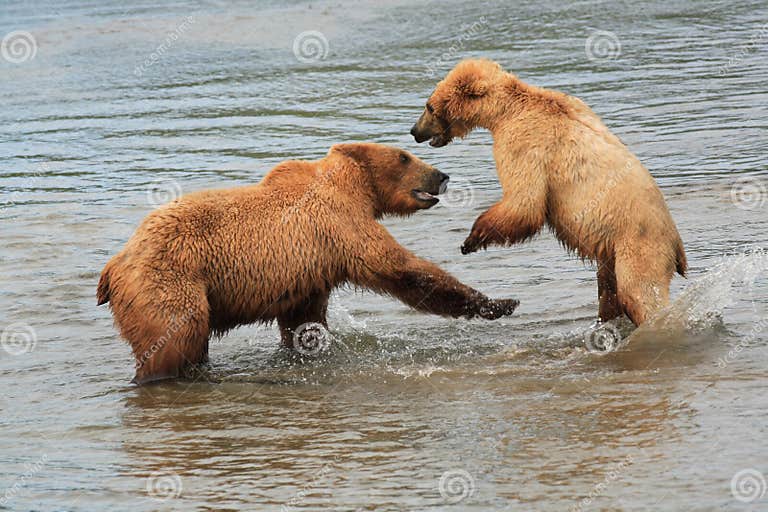 Grizzly Bears at Play stock image. Image of cute, couple - 6150245