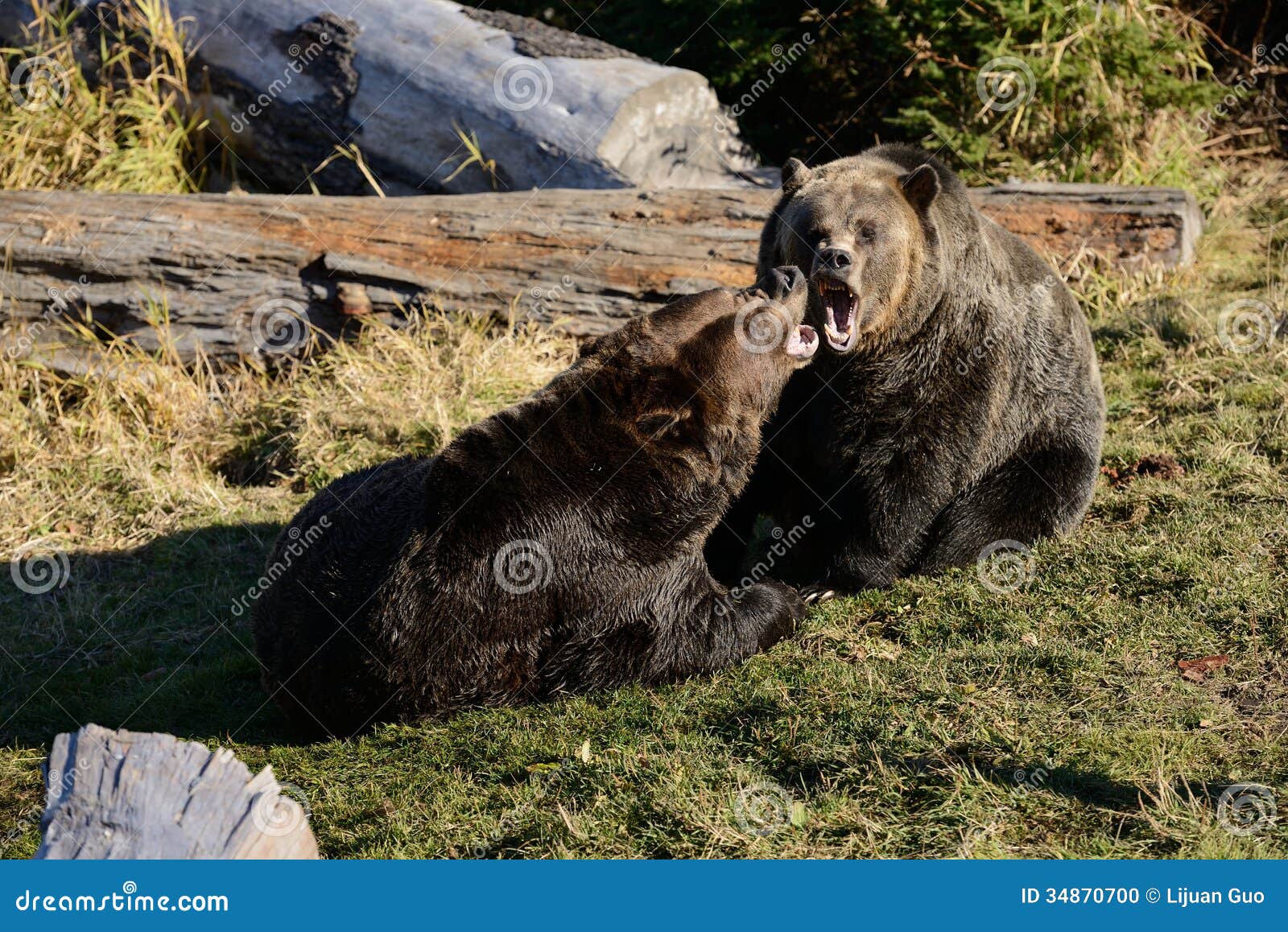 Grizzly Bears Play on Grass Stock Photo - Image of teddy, bear: 34870700