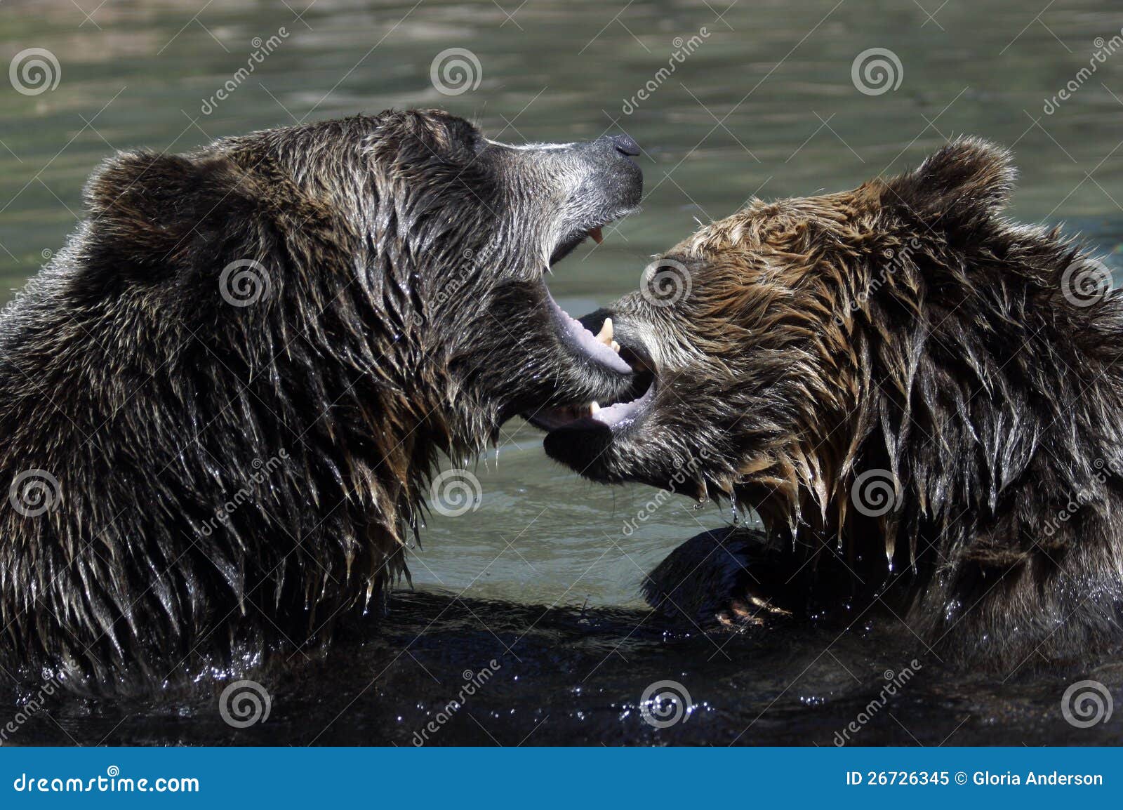 Grizzly Bears playing stock image. Image of playful, grizzlybear - 26726345
