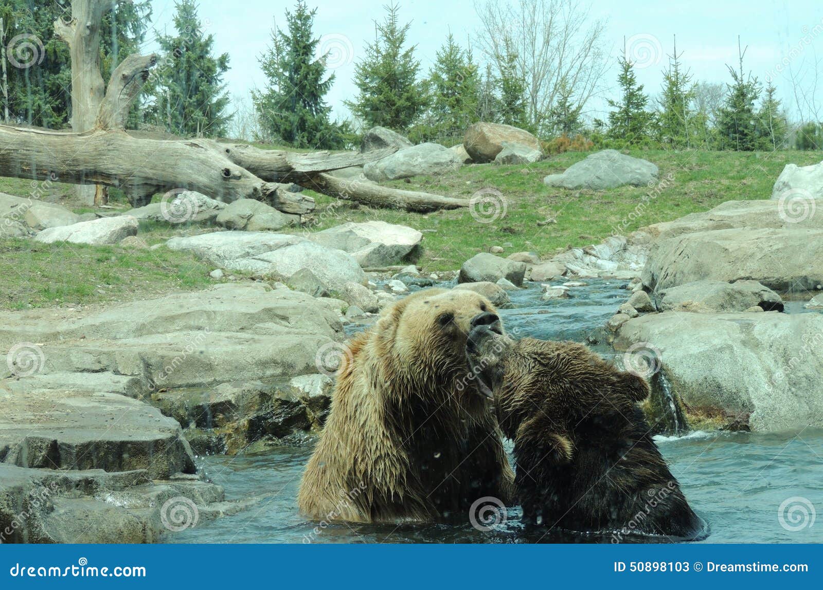 Grizzly Bears playing stock image. Image of bears, grizzly - 50898103