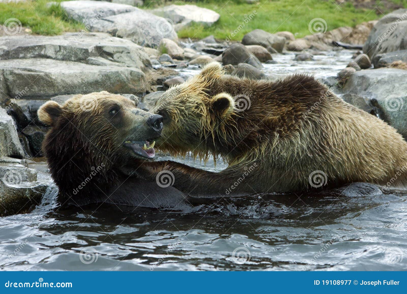 Grizzly (Brown) Bear Fight stock image. Image of animosity - 19108977