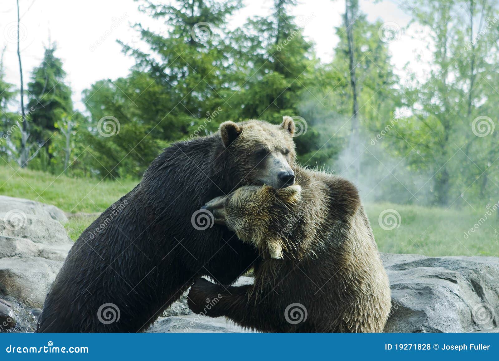 Grizzly (Brown) Bear Fight stock photo. Image of pair - 19271828