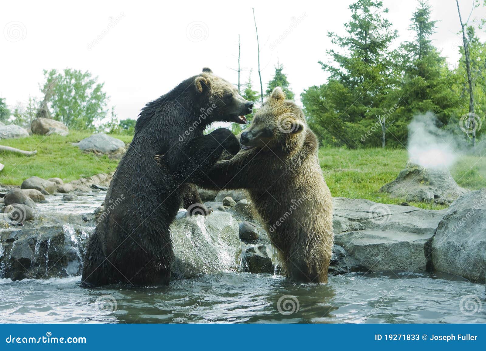 Grizzly (Brown) Bear Fight stock image. Image of combat - 19271833