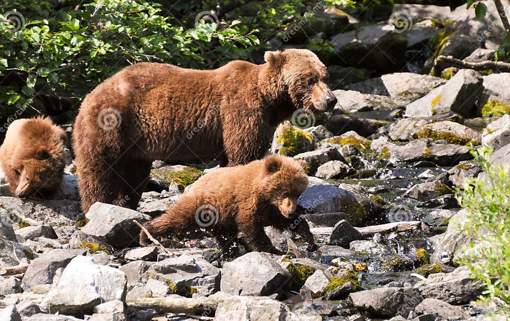 Grizzly Cub Catches First Fish Stock Image - Image of fishing, wildlife ...