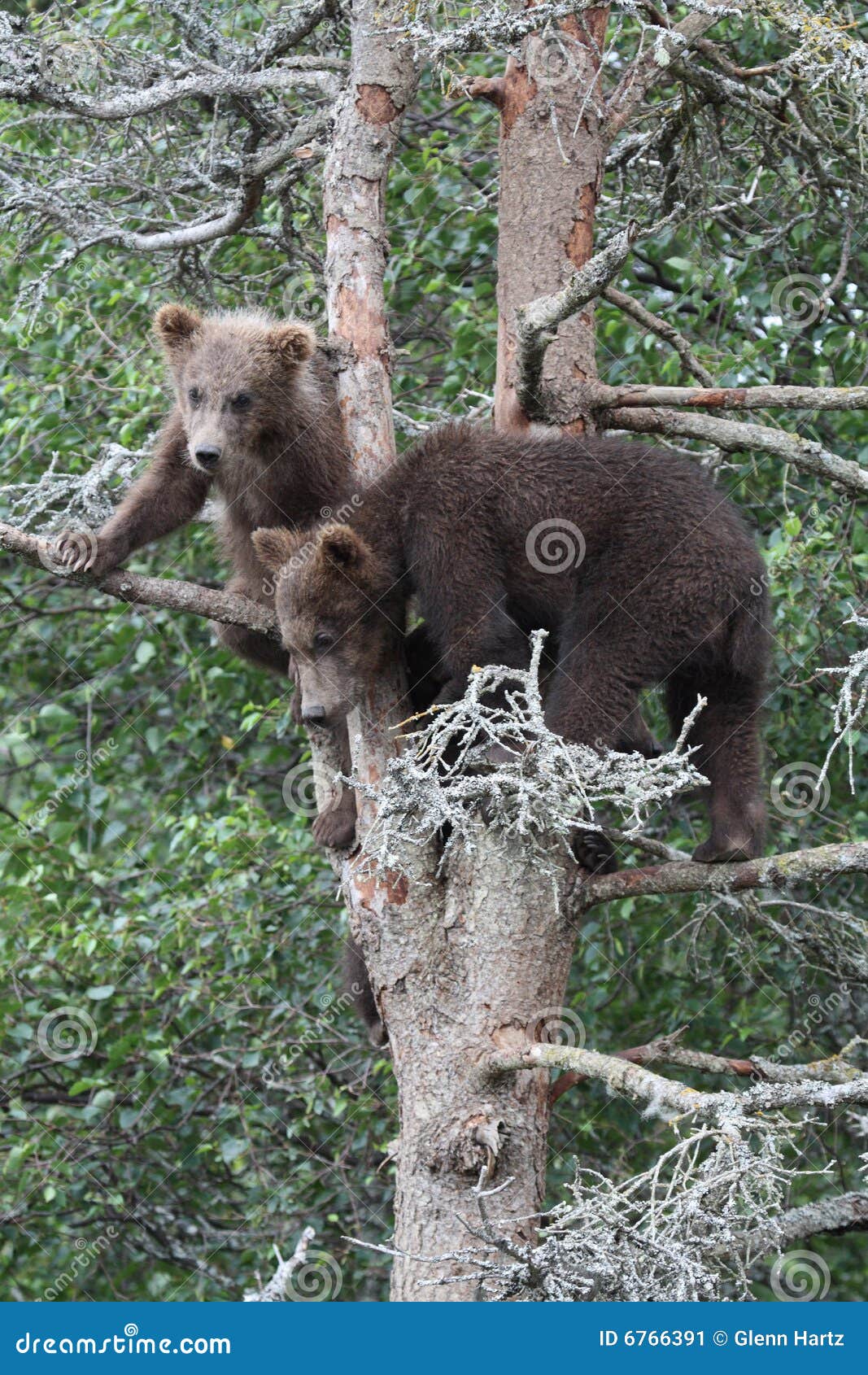 Grizzly cubs in tree stock image. Image of trees, carnivores - 6766391