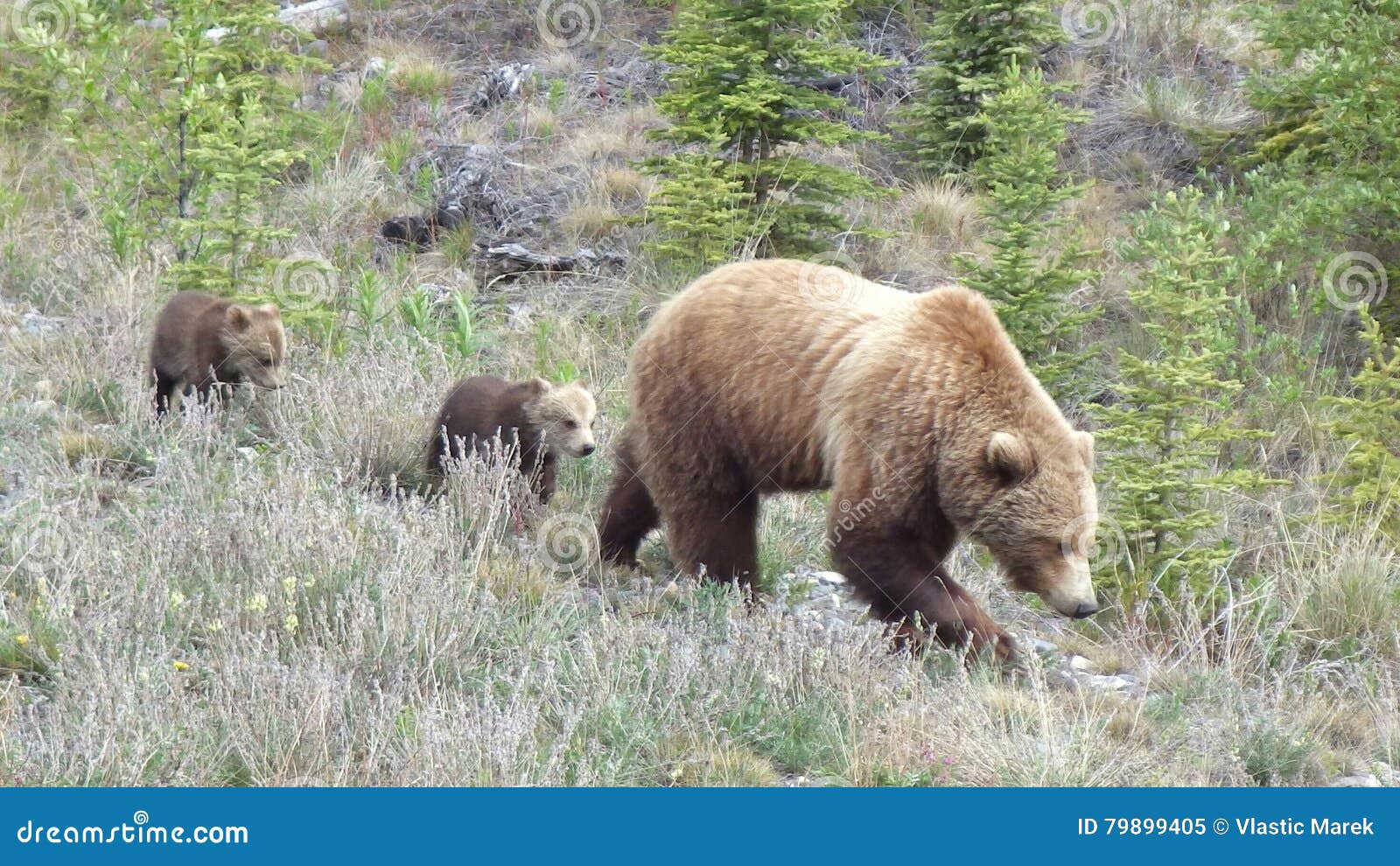 Grizzly with cubs stock image. Image of cubs, grizzly - 79899405