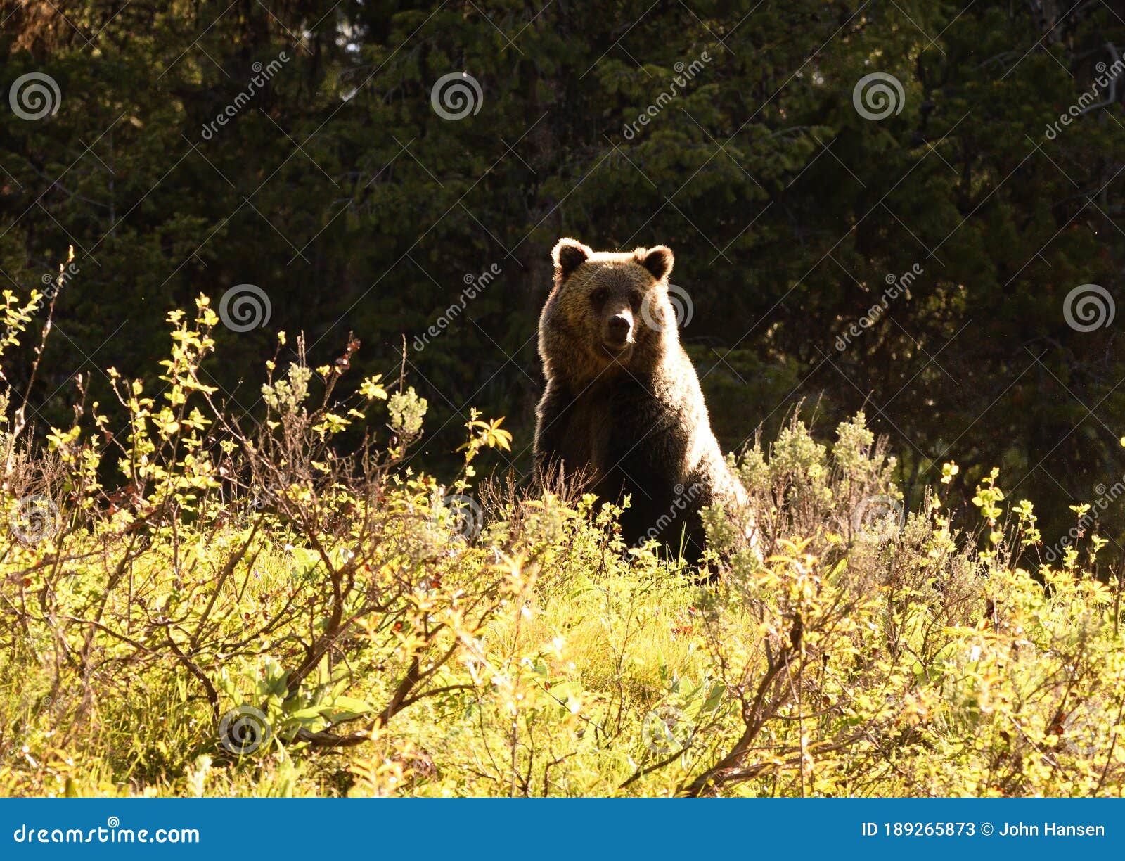 Grizzly at dawn stock image. Image of wildlife, predator - 189265873