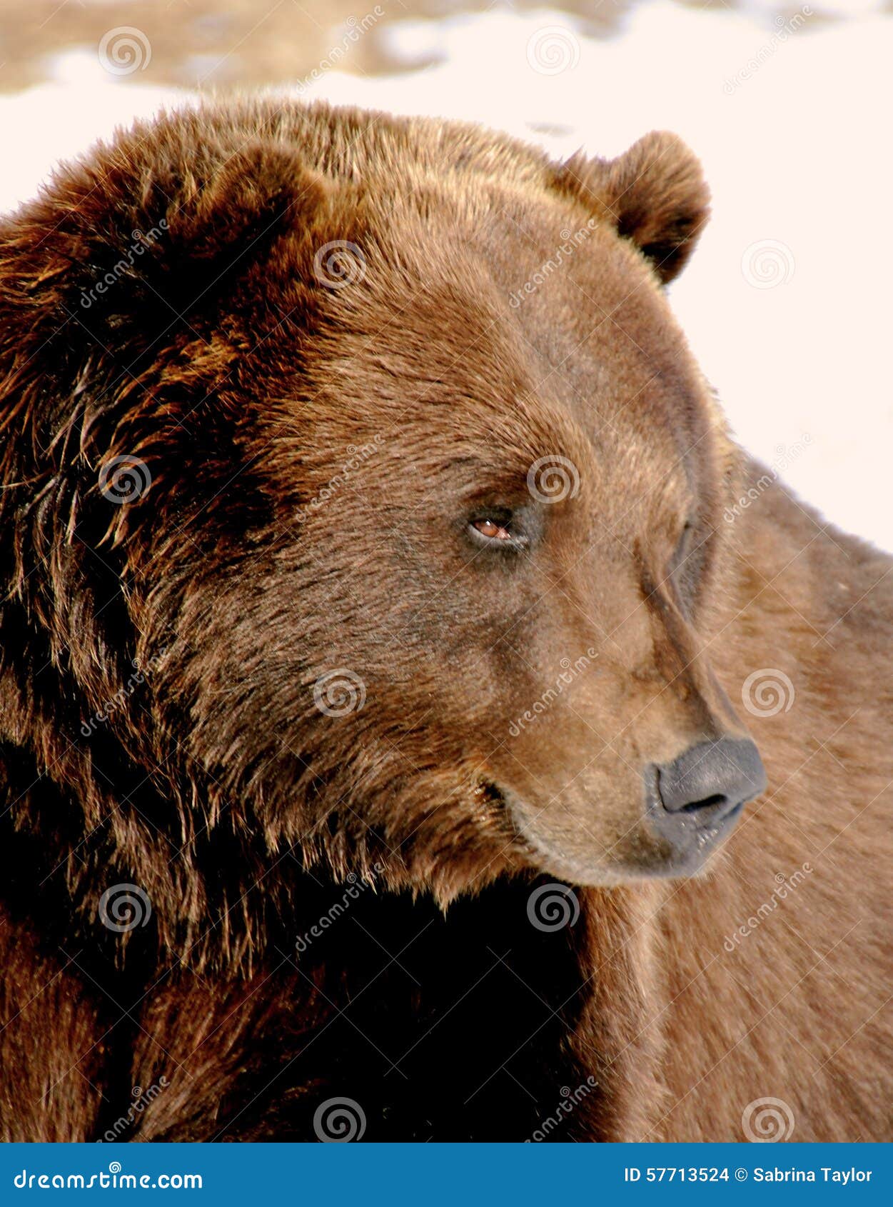 Grizzly Eye stock photo. Image of break, center, arctos - 57713524