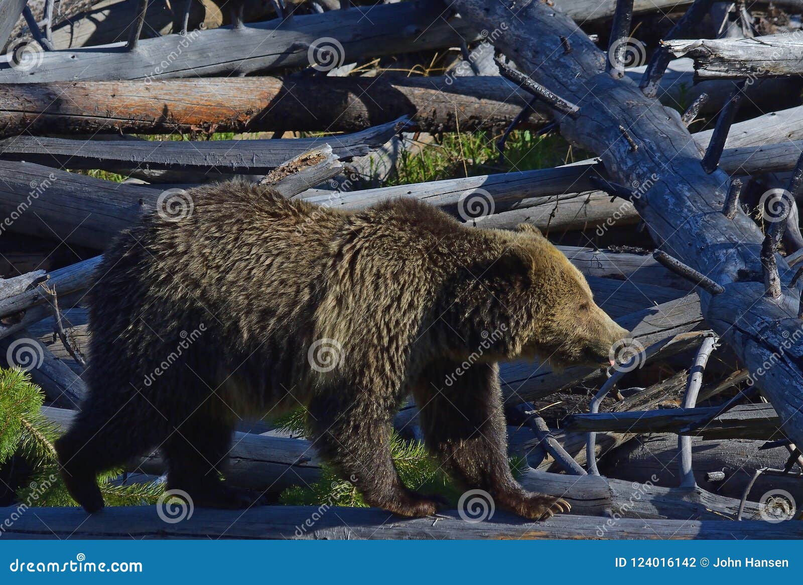 Grizzly in the snags stock photo. Image of large, tree - 124016142