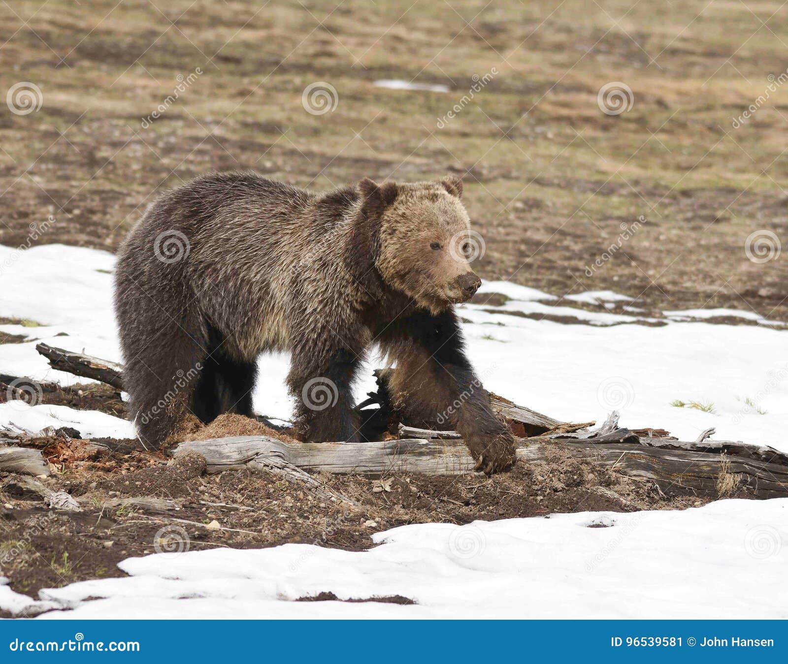 Grizzly by the snow stock image. Image of massive, grizzly - 96539581
