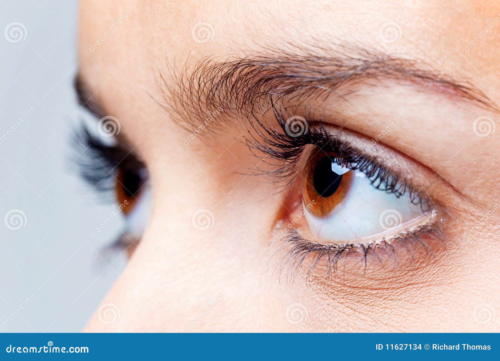 Große braune Augen stockfoto. Bild von makro, geöffnet - 11627134