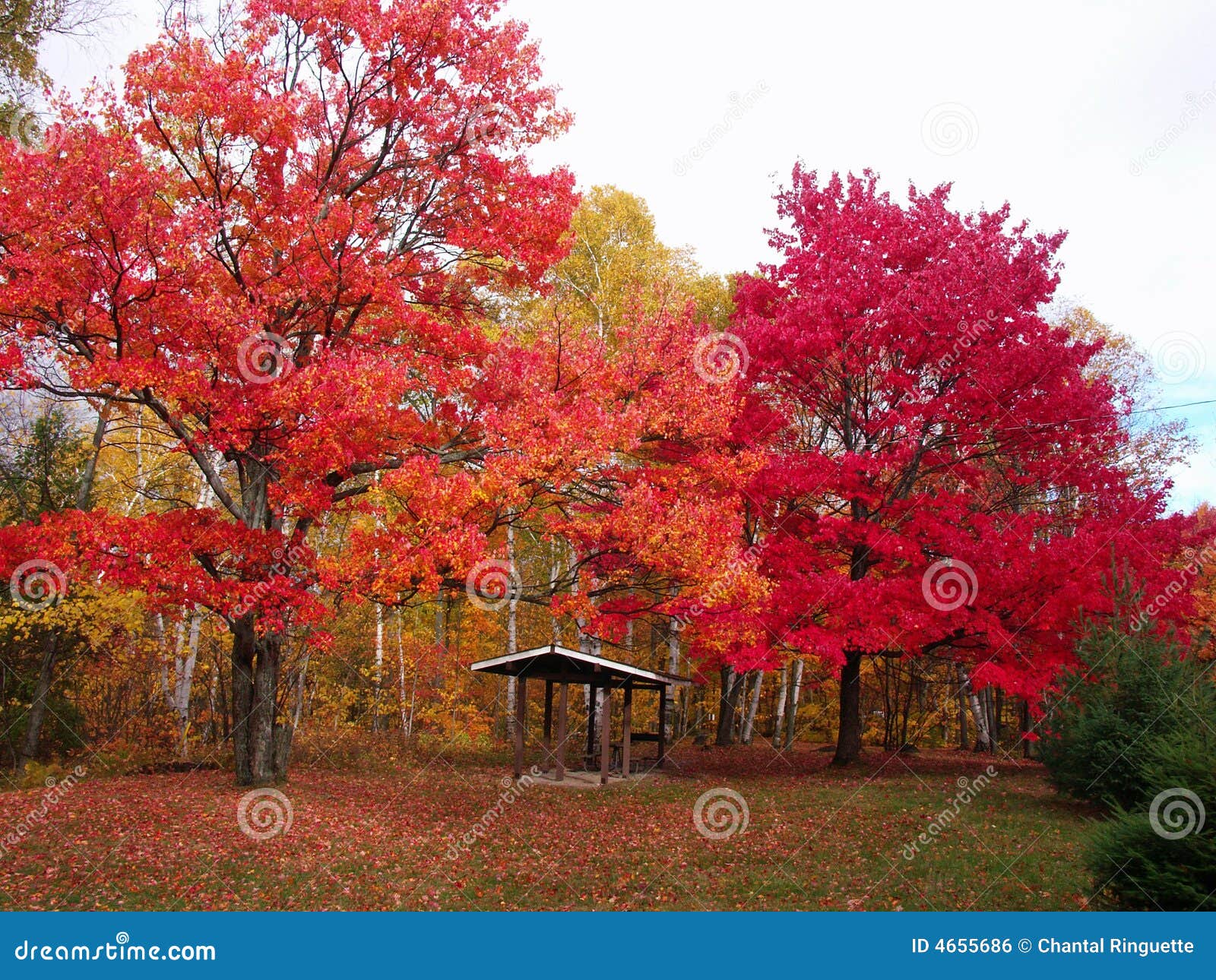 Große bunte Bäume stockfoto. Bild von holz, fallen, draussen - 4655686