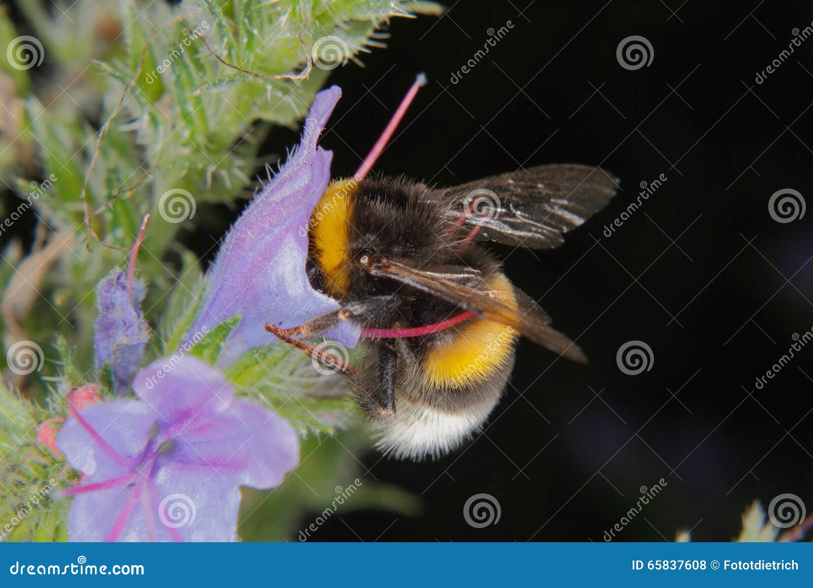 Große Erde-Hummel (Bombus Terrestris) Stockfoto - Bild von umgebung ...
