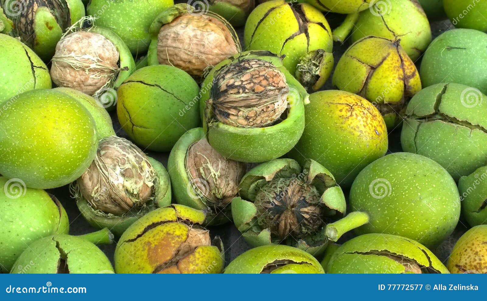 Große Grüne Walnuss Der Ernte Im Garten Stockbild - Bild von schale ...