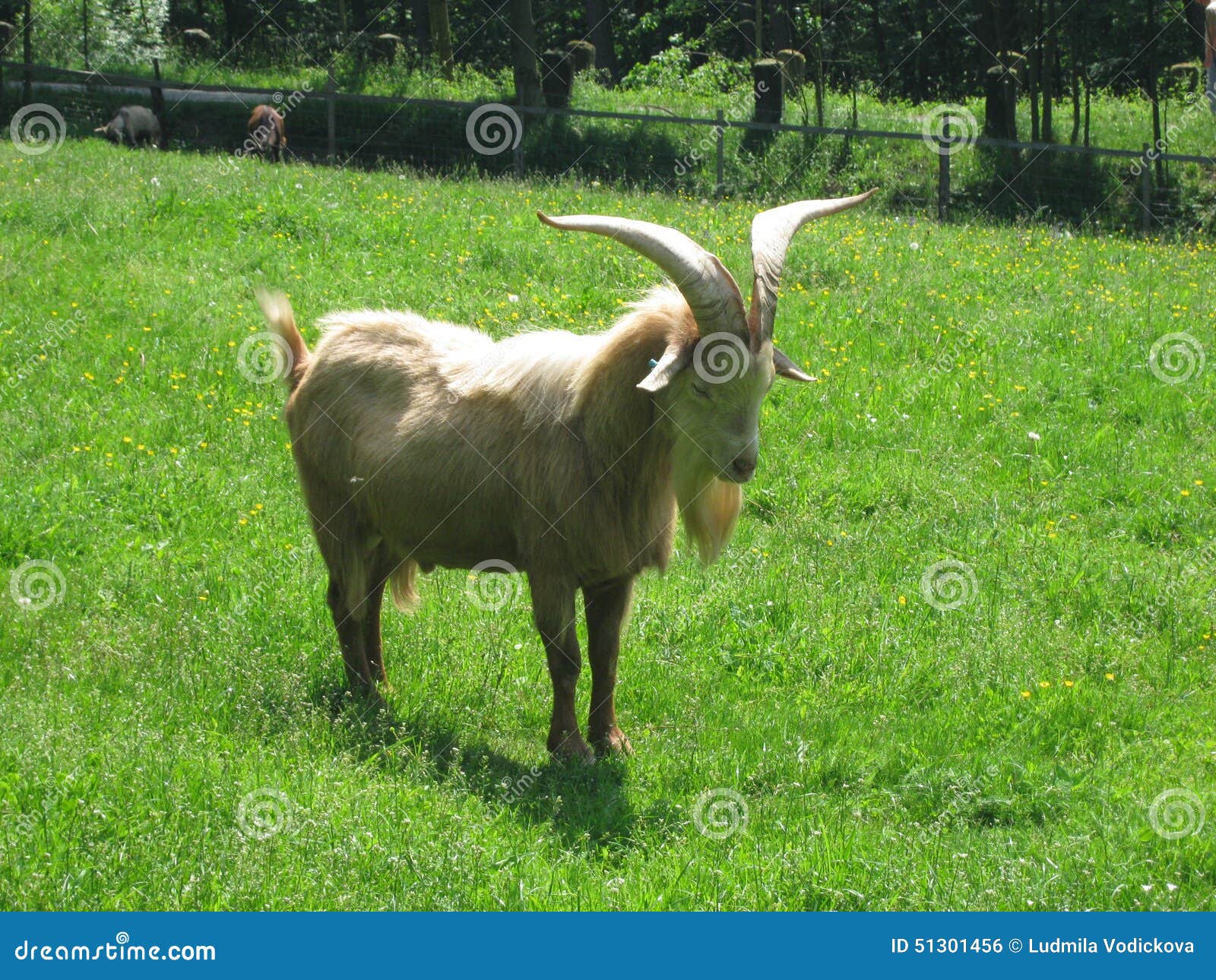 Große Hupen-Ziege stockfoto. Bild von gras, bauernhof - 51301456