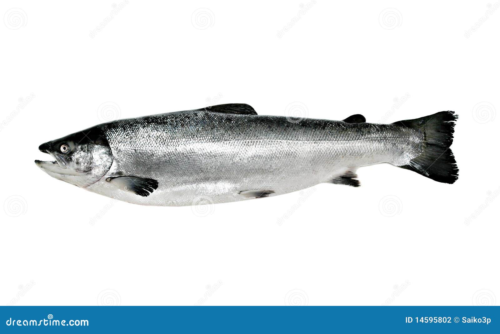 Große Lachsfische getrennt stockfoto. Bild von bild, protein - 14595802