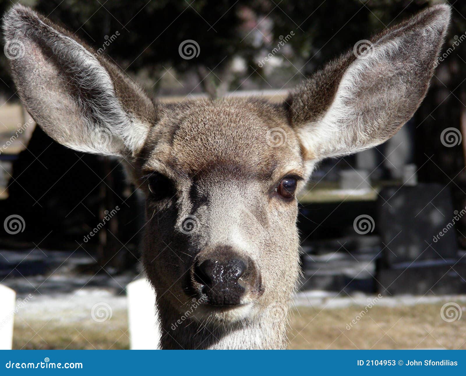 Große Ohren stockbild. Bild von maultier, rotwild, braun - 2104953