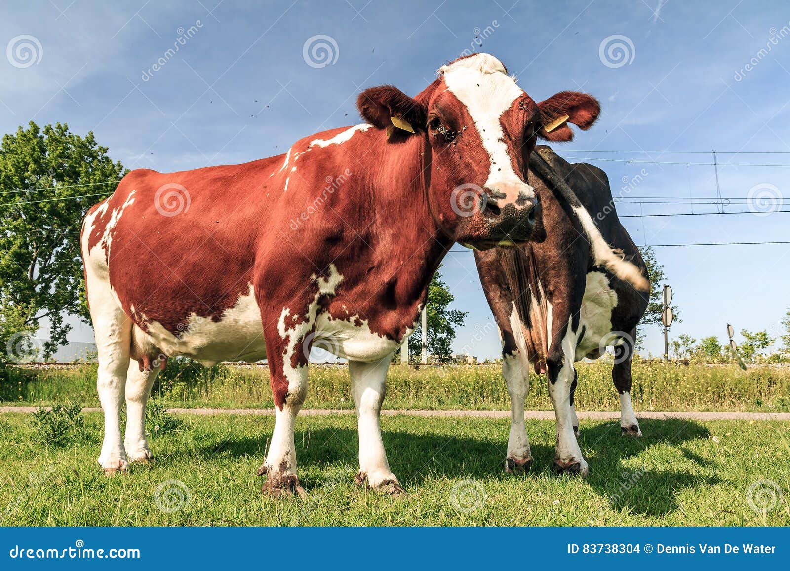 Große rote Retro- Kuh stockfoto. Bild von feld, holland - 83738304
