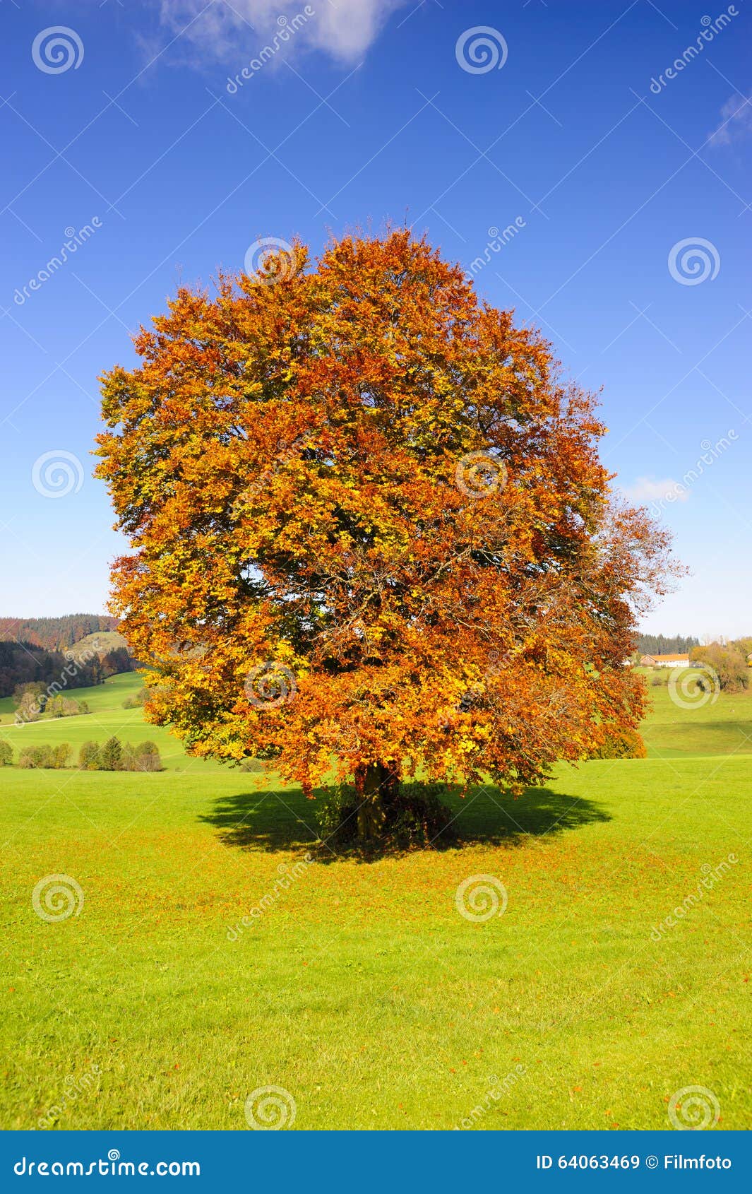 Großer Alter Buchenbaum am Herbst Stockbild - Bild von land, herbst ...