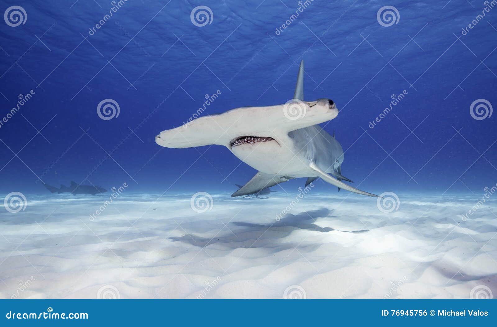 Großer Hammerhai-Haifisch, Bahamas Stockfoto - Bild von unterseite ...