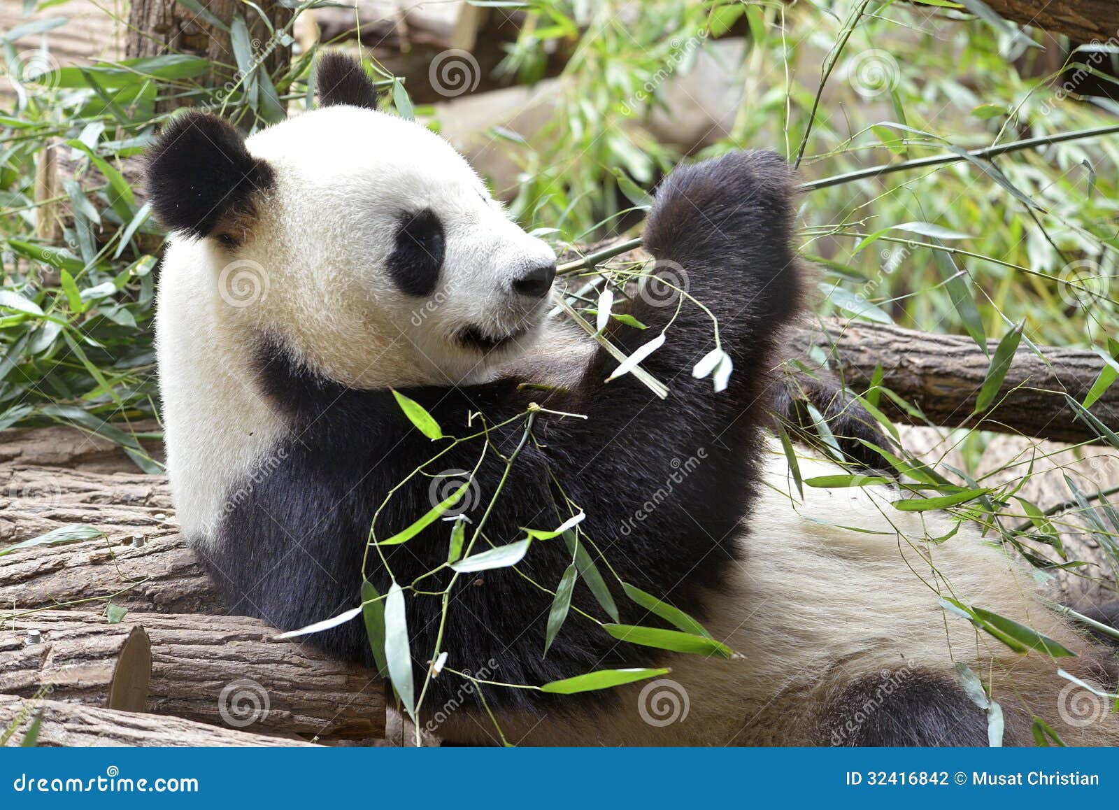 Großer Panda, Der Bambus Isst Stockfotografie - Bild: 32416842