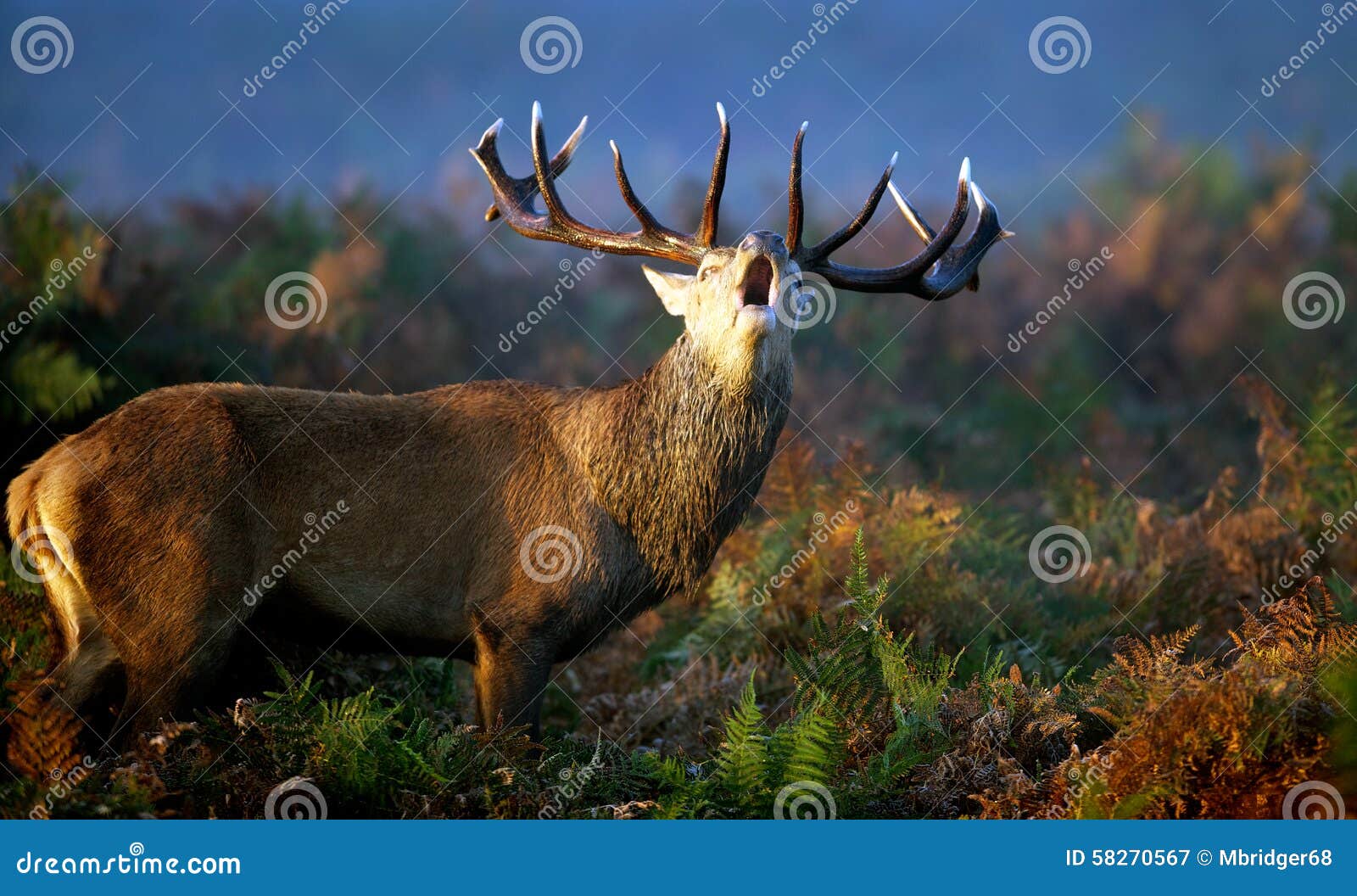 Großer rote Rotwild-Hirsch stockbild. Bild von aufruf - 58270567