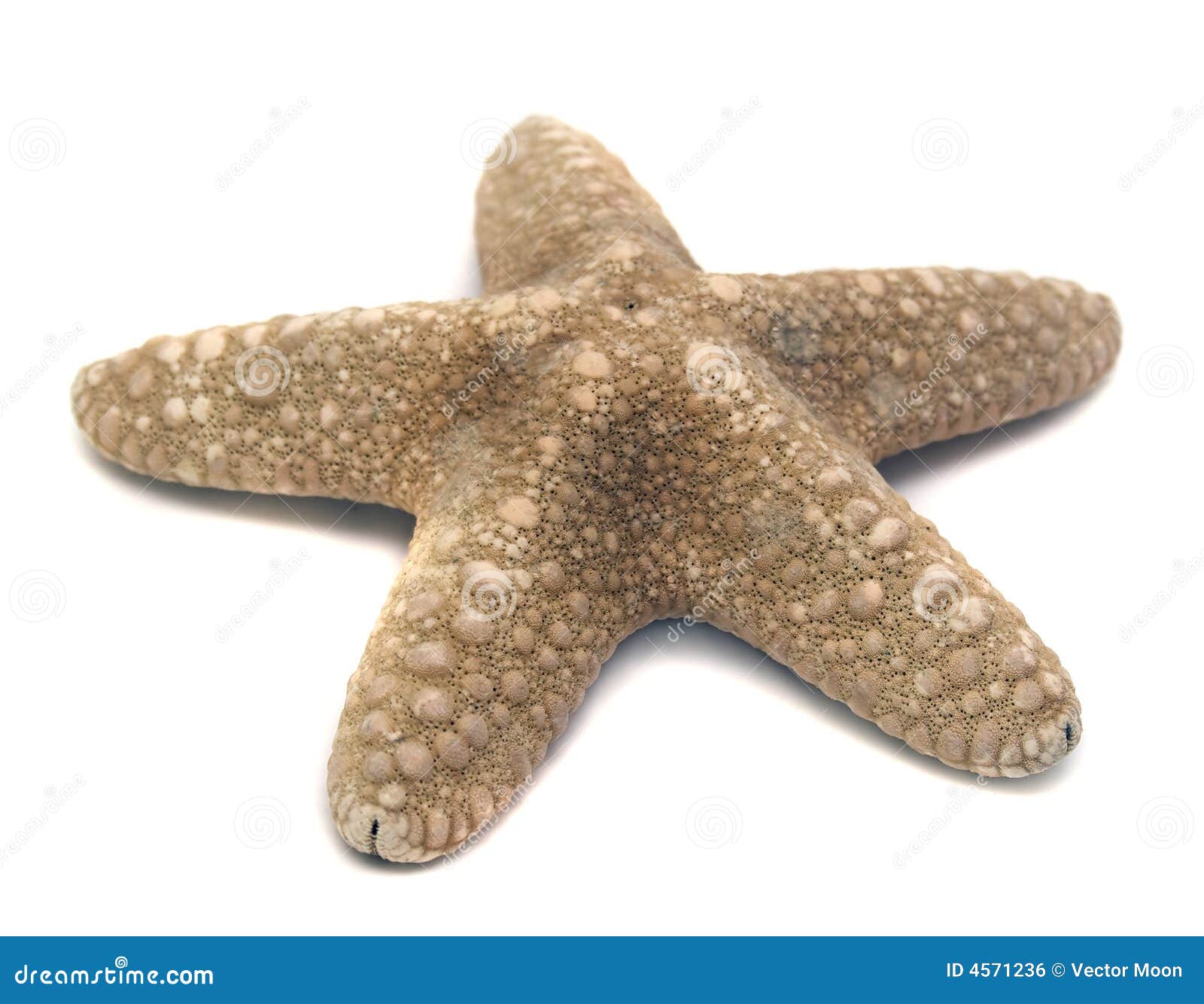 Großer Seestern auf Weiß stockfoto. Bild von wasser, form - 4571236