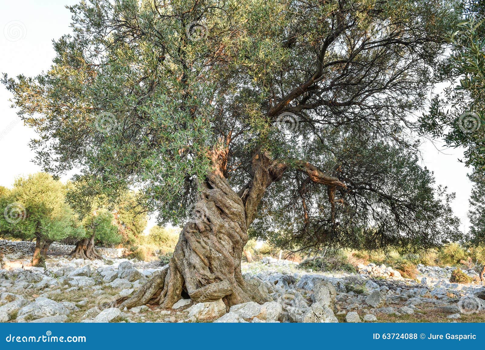 Großer Und Alter Olivenbaum Stockfoto - Bild von zweig ...