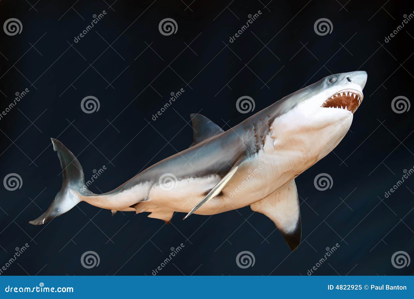 Großer weißer Haifisch stockbild. Bild von kiefer, ozeanographie - 4822925