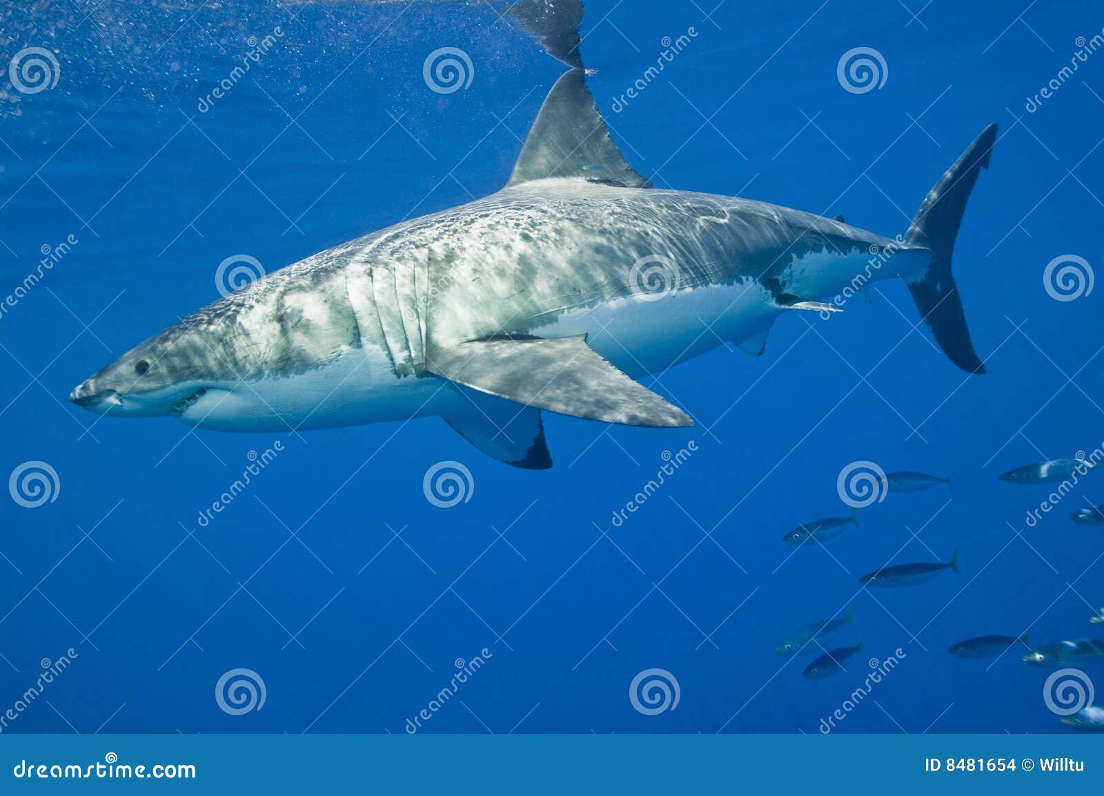 Großer weißer Haifisch stockfoto. Bild von unterwasser - 8481654