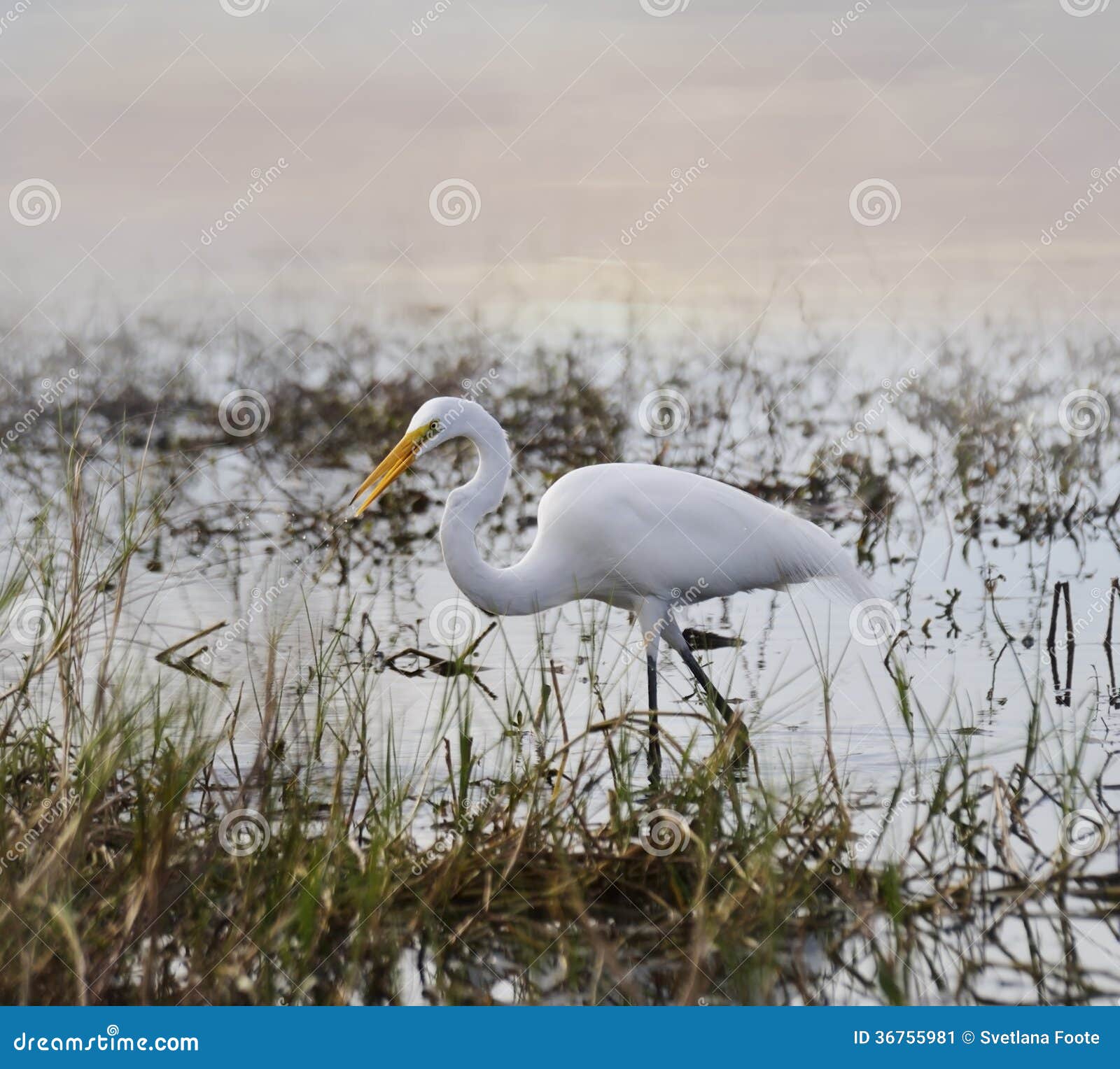 Großer Weißer Reiher Stockbild - Bild: 36755981