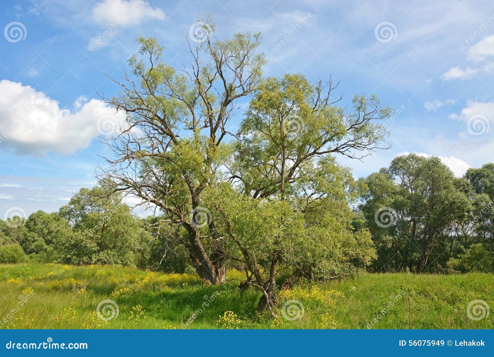 Großer Weidenbaum am Feld Mit Blume am Sonnigen Tag Stockbild - Bild ...