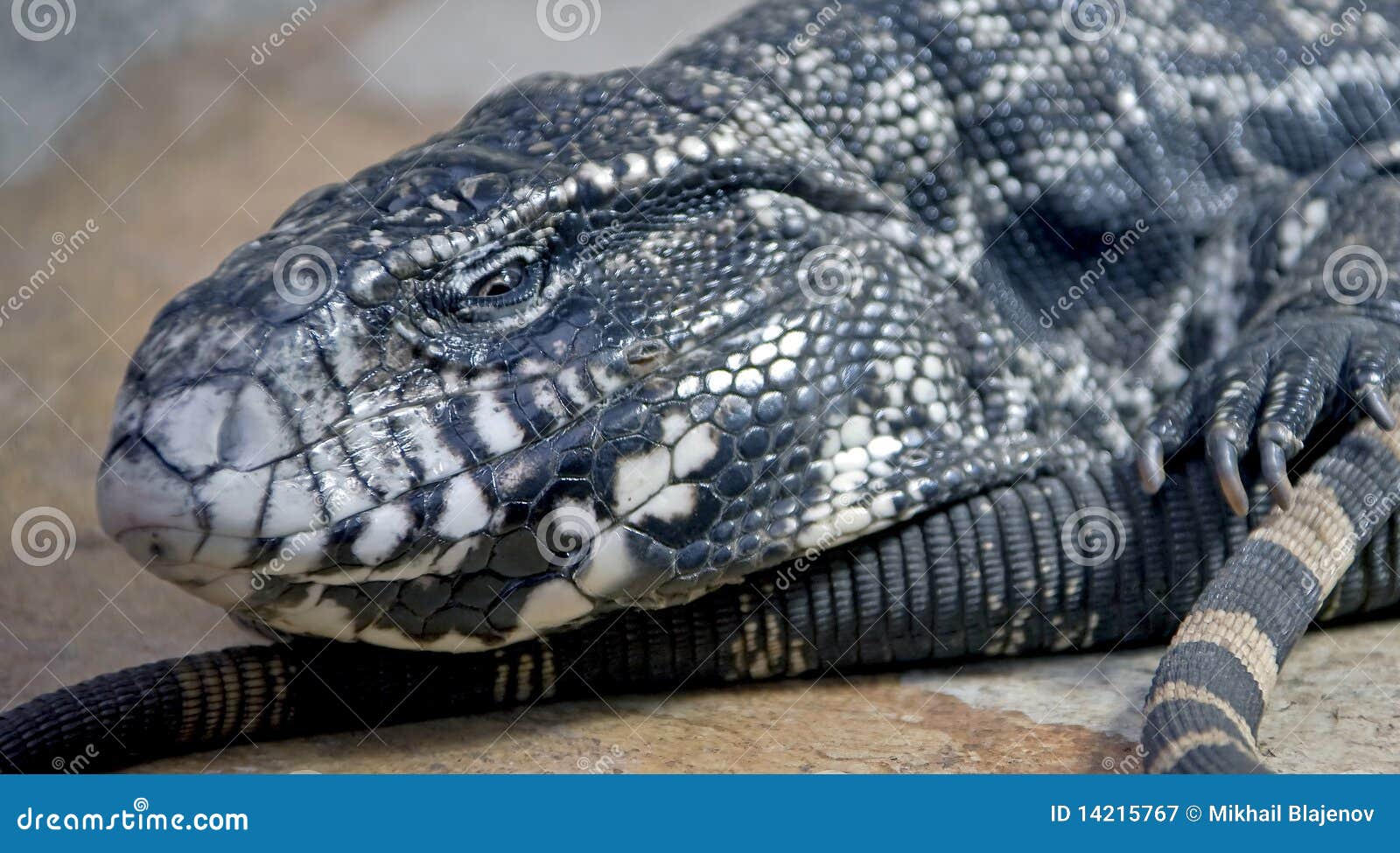 Großes argentinisches teju stockbild. Bild von greifer - 14215767