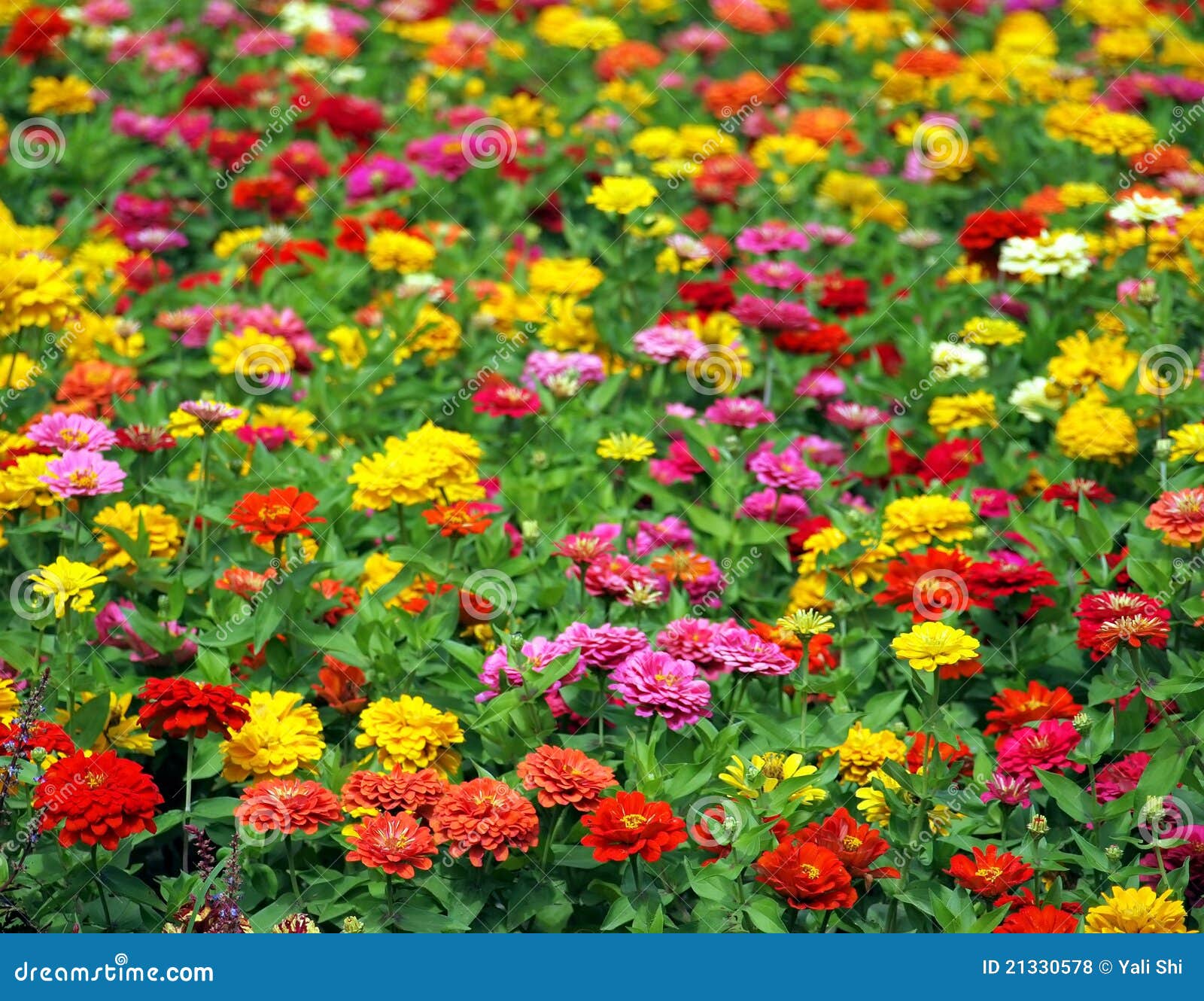 Großes Blumen-Feld Mit Ringelblumen Stockfoto - Bild von garten ...
