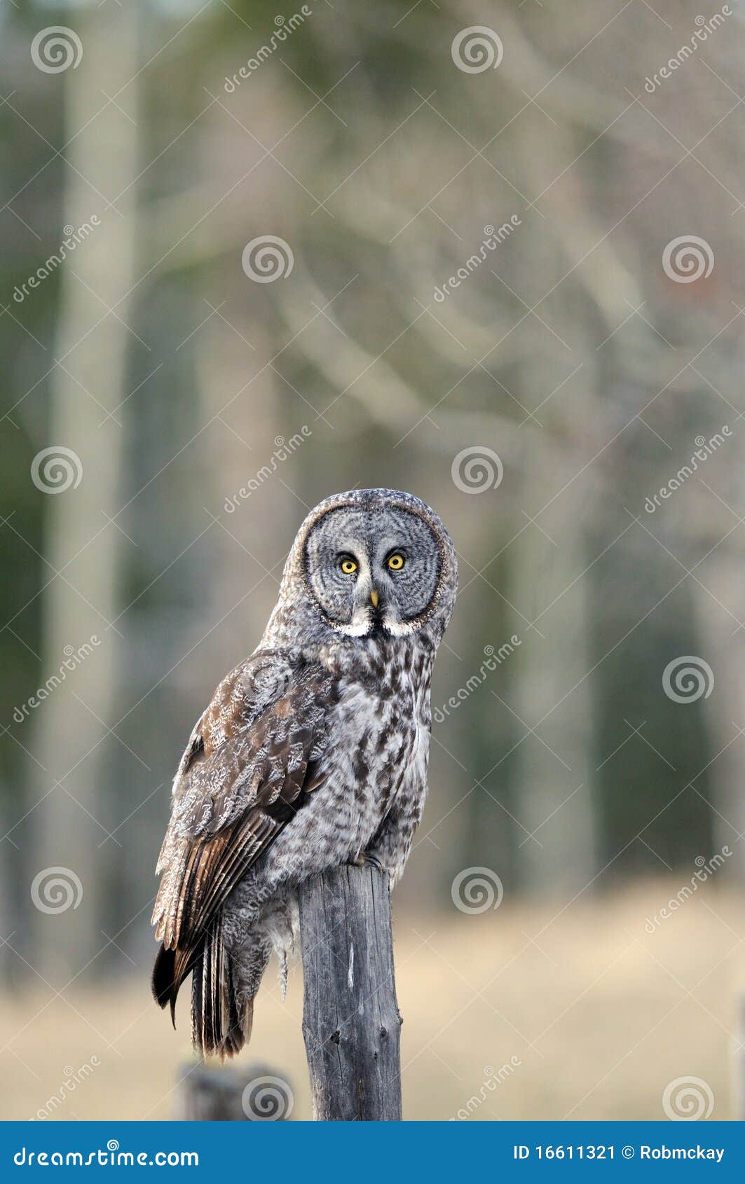 Großes Grau-Eule gehockt stockbild. Bild von eulen, opfer - 16611321