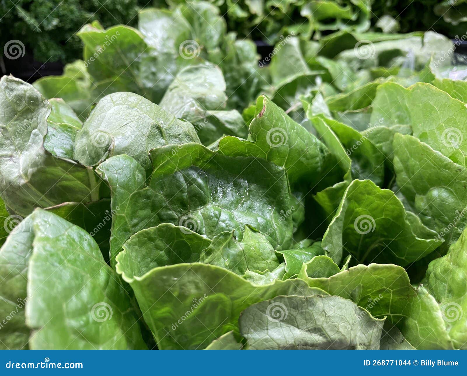 Grocery Store Green Fresh Lettuce on Display Editorial Stock Image ... Grocery Store Green Fresh Lettuce on Display Editorial Stock Image ...