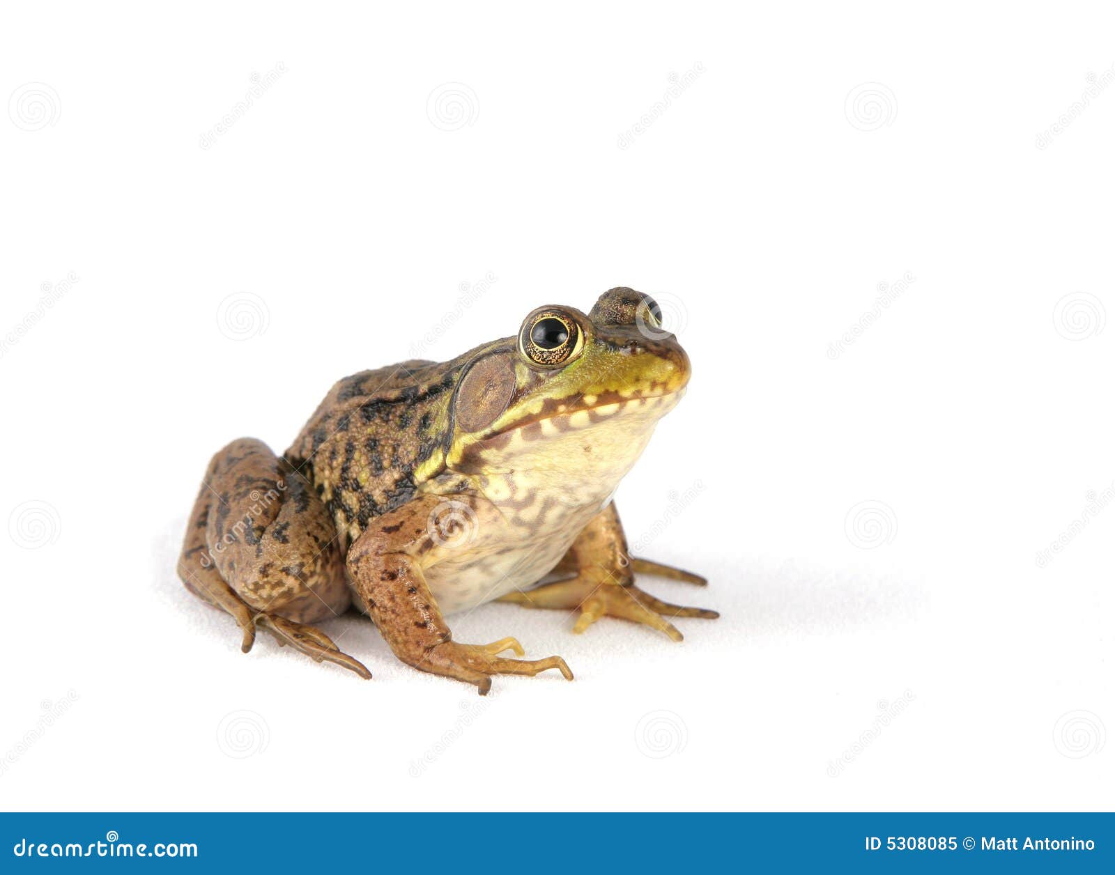 Groda över white fotografering för bildbyråer. Bild av isolerat - 5308085