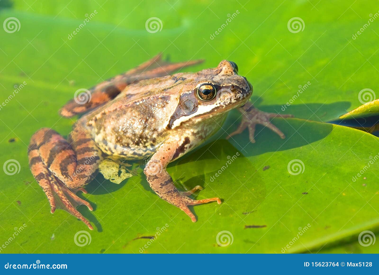 Groda arkivfoto. Bild av biologi, groda, stänga, skog - 15623764