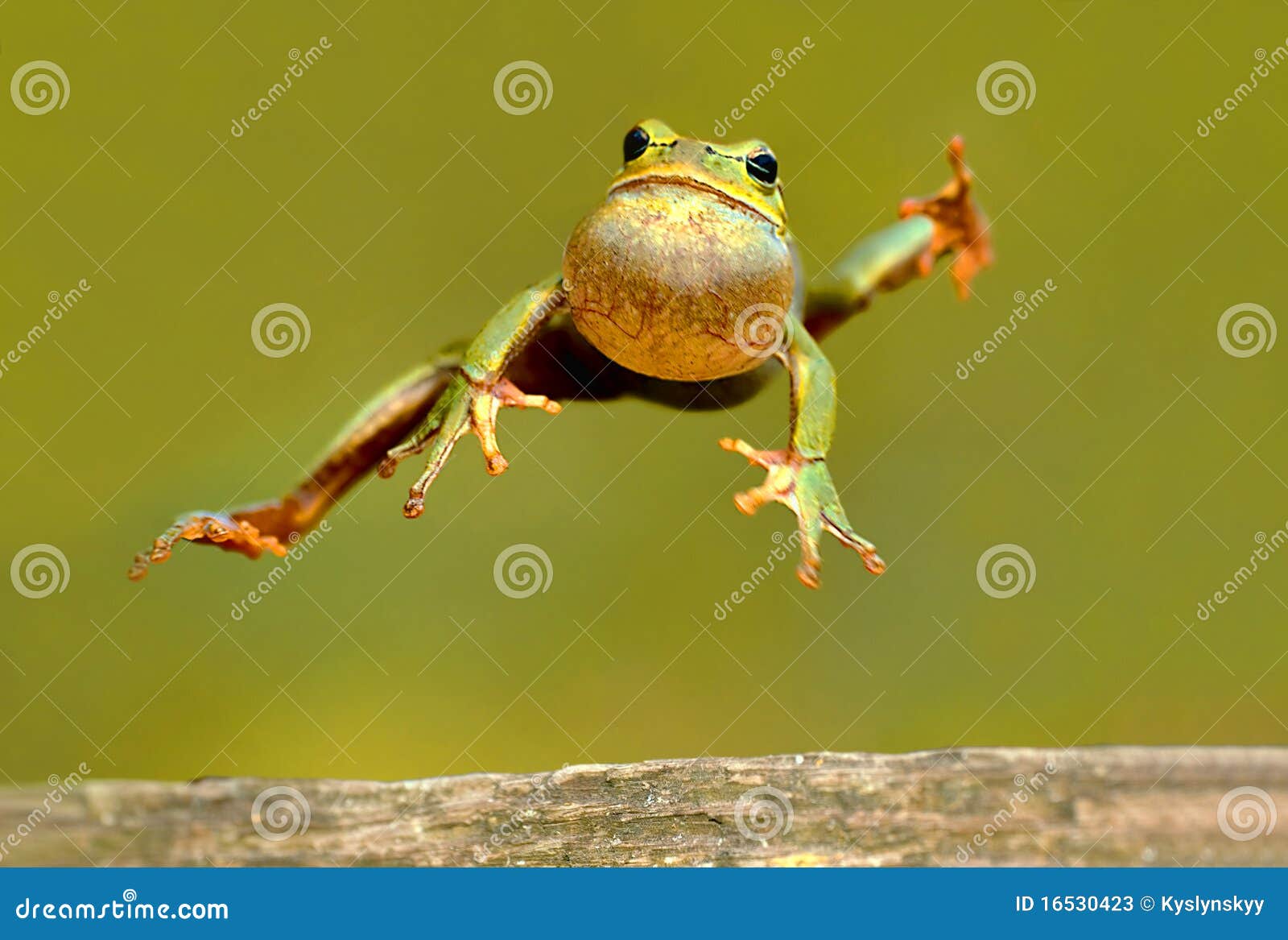 Groda fotografering för bildbyråer. Bild av sinnesrörelser - 16530423